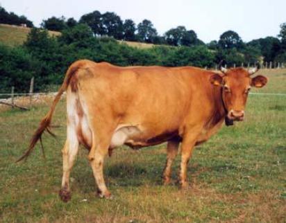 Froment du Léon - Alchetron, The Free Social Encyclopedia